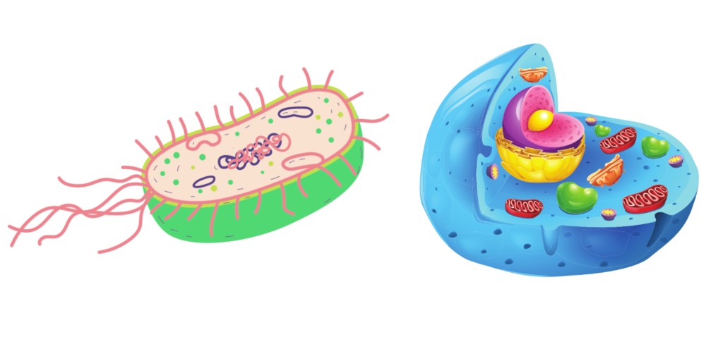 Diferença entre as Células procariontes e Células eucariontes - Tudo ...