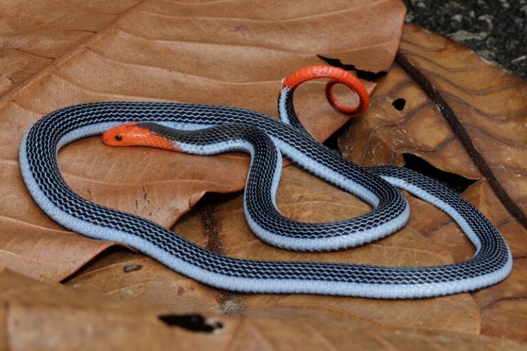 Cobra azul da Malásia - Tudo com ciência