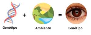 Fenótipo e Genótipo: uma análise detalhada - Tudo com ciência