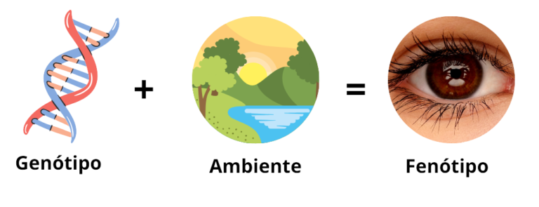 Fenótipo e Genótipo: uma análise detalhada - Tudo com ciência